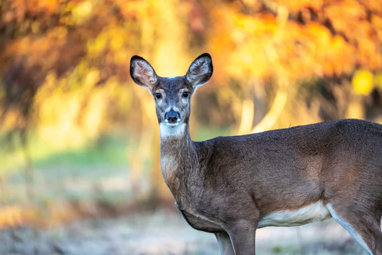 Chronic Wasting Disease in Cervids: Implications for Ecosystems and ...
